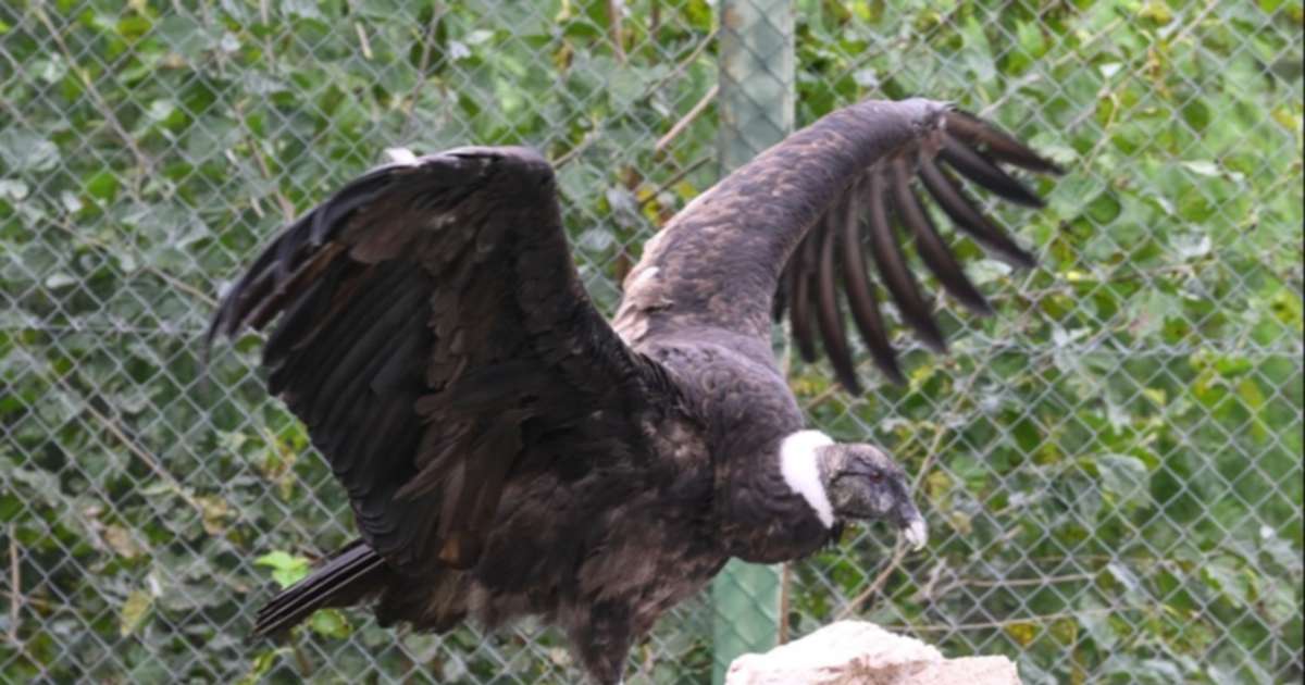 Pacha y Taba, las cóndores rescatadas que volverán a volar en las ...