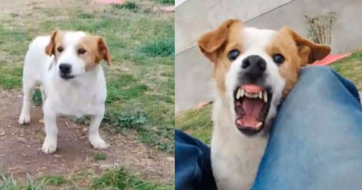 La historia de "Malvado", el perro que es furor en TikTok
