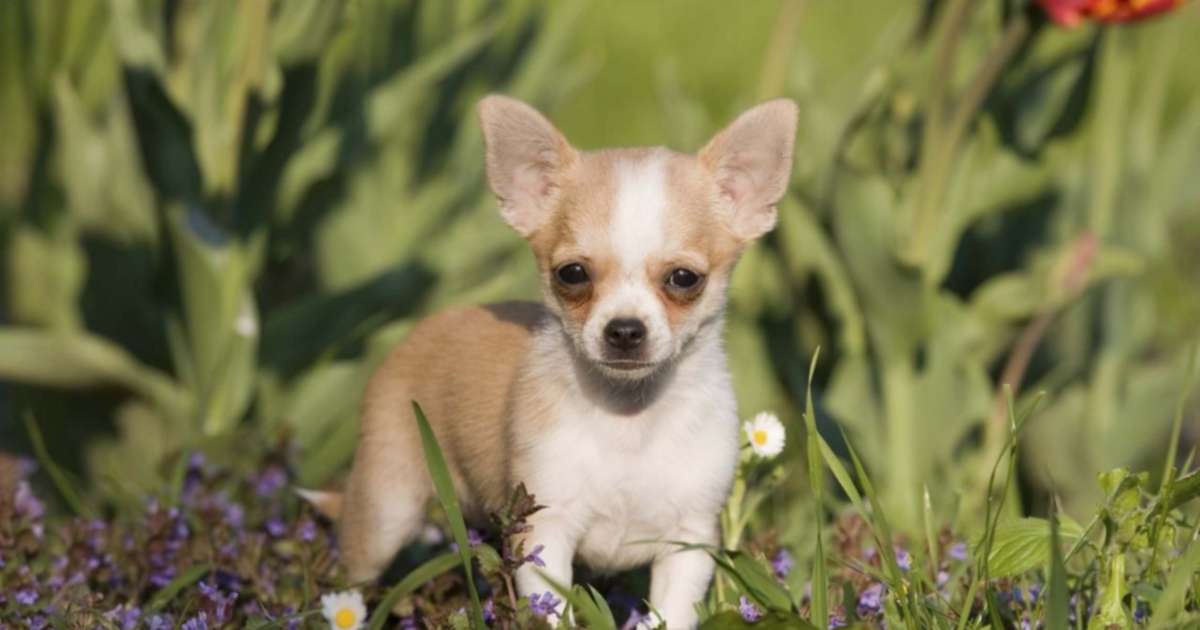 Su chihuahua defecó en su boca y debió ser internada de urgencia